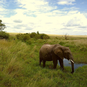 Camp Snap Waterproof Case for Digital Camera | Camp Snap